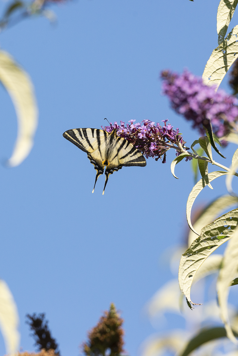 Insectes mollusques (volants, rampants) - Declicnature